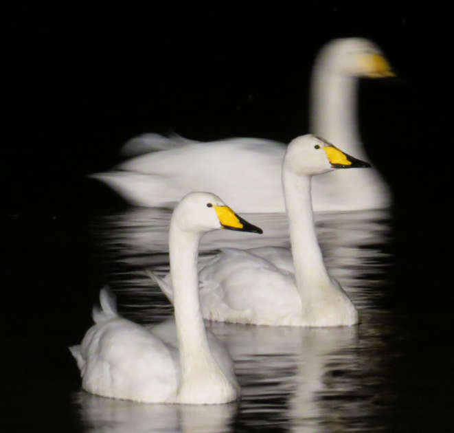 Buy WWT Tickets online - WWT