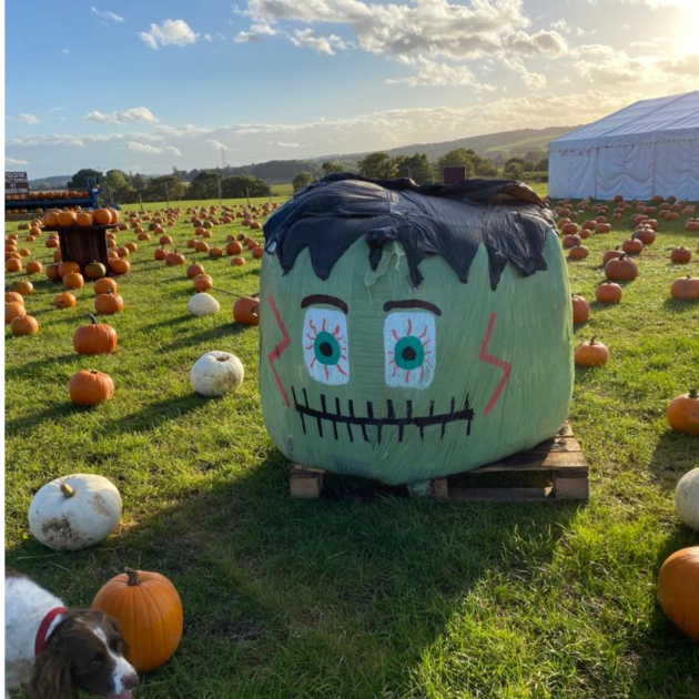 Buy Roberts Farm Pumpkin Patch Tickets online - Roberts Farm Shop