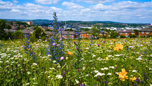 Buy Marvellous Meadows Tickets online - Sheffield Manor Lodge Part of ...