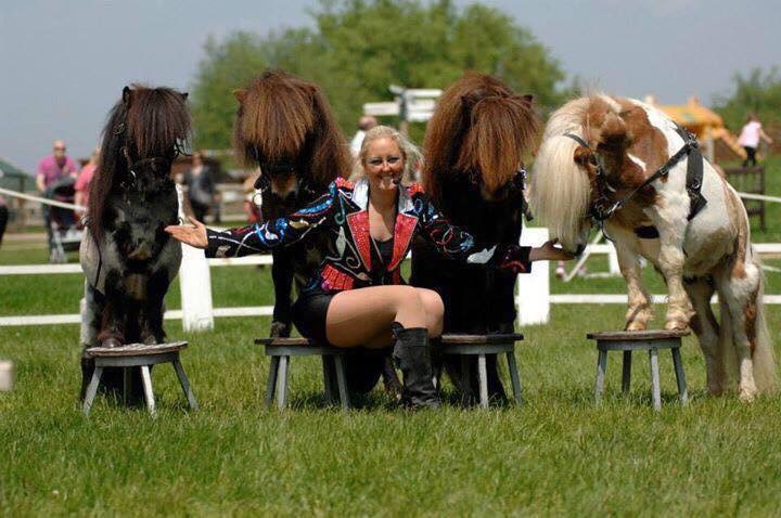 Buy Pony Display Weekend (21st and 22nd June) Tickets online - Willows ...