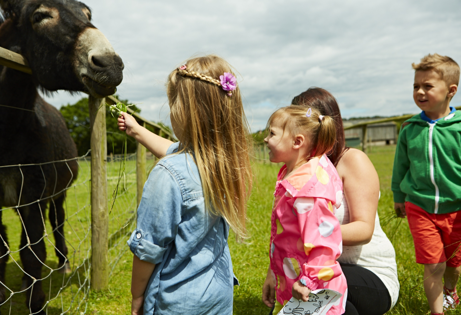 Buy Group Save Tickets online - Piglets Adventure Farm