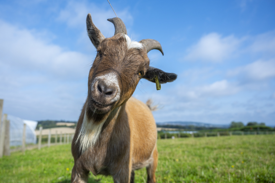 Buy Goat Walking Experience Tickets online - Craigies Farm