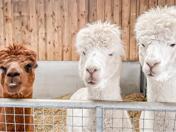 Buy Alpaca Experience Tickets online - Amerton Farm