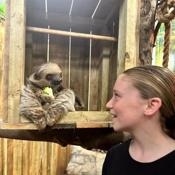 Buy Sloth feeding experience Tickets online - Folly Farm
