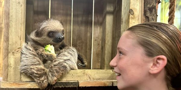 Buy Sloth feeding experience Tickets online - Folly Farm