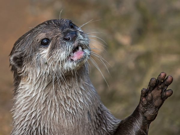 Buy Exclusive Otter Feeding Pots Tickets online - The Tropical ...