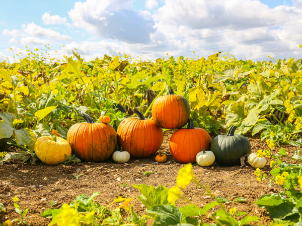 Buy Pumpkin Patch Tickets online - Farmer Scotts