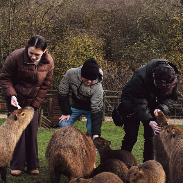 Buy Captivating Capybaras - Animal Experience Tickets online - Jimmy's ...