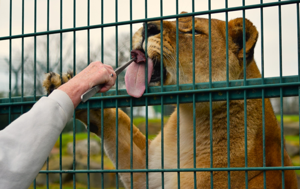 Buy Lion feeding experience Tickets online - Folly Farm