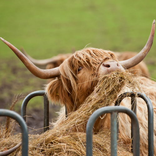 Buy Highland Cow Encounter Tickets online - Monty's Farm Park