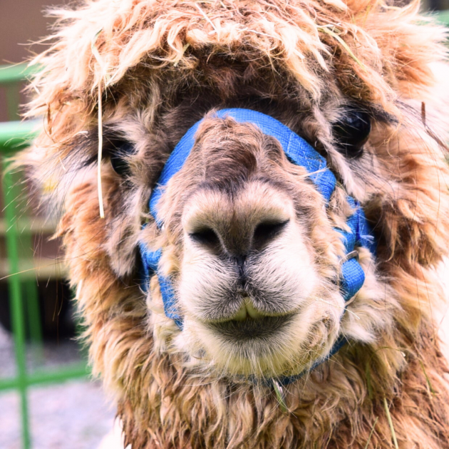 Buy Alpaca Experience (use code ALPACA for 20% off Admission price ...