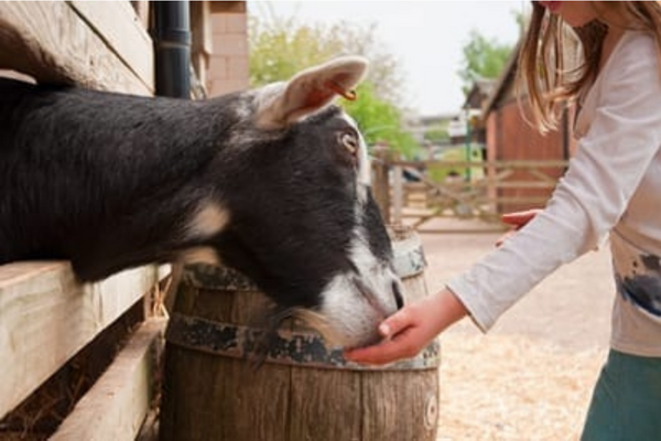 Buy Farm Admission Tickets online - Stonehurst Farm