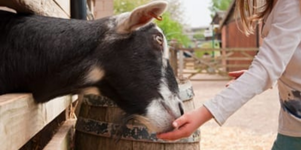 Buy Farm Admission Tickets online - Stonehurst Farm