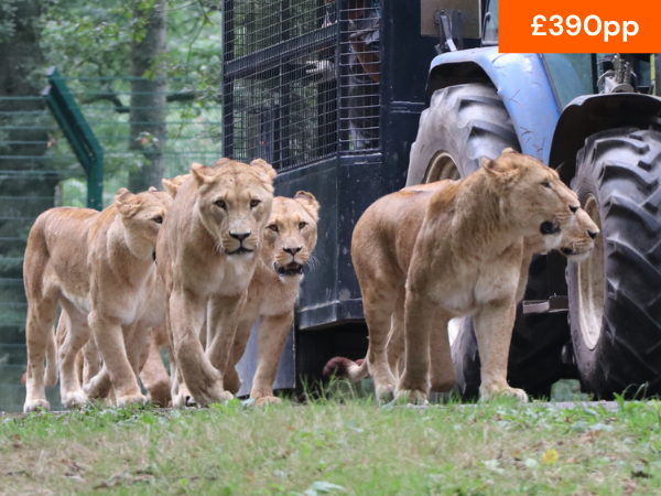 Buy VIP BIG CAT FEED EXPERIENCE Tickets online - Longleat