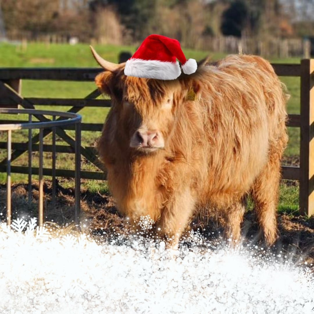 Buy Christmas Highland Cow Experience Tickets online - Quex Adventure ...