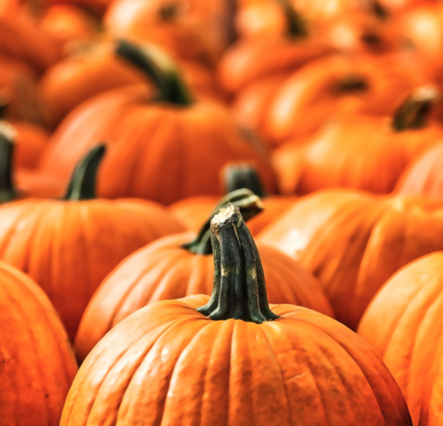 Buy ASN Pumpkin & Play Tickets online - Monty's Farm Park