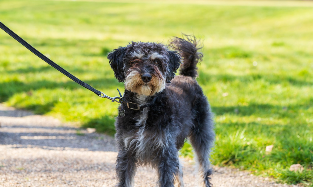 Buy Woof Walk: Ouzel Valley Tickets online - The Parks Trust