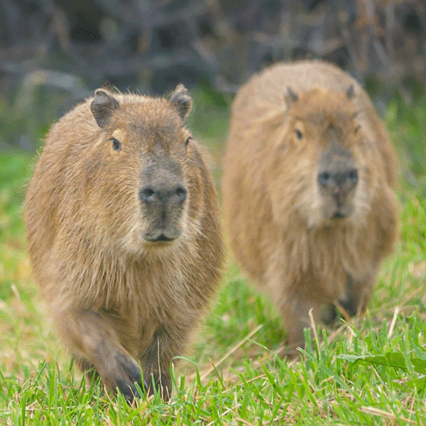 Buy Capybara Encounter Tickets online - Noah's Ark Zoo Farm