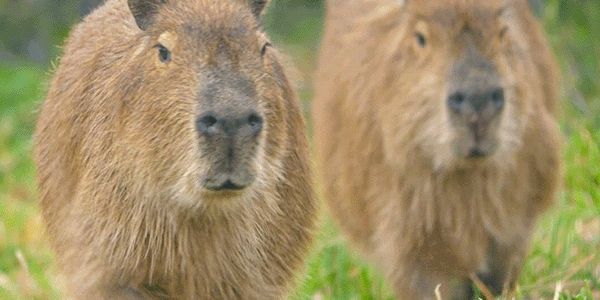 Buy Capybara Encounter Tickets online - Noah's Ark Zoo Farm