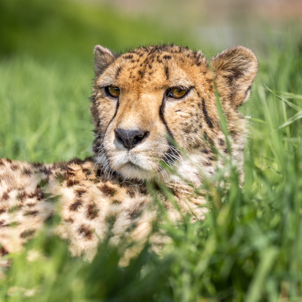 Buy Home Education Day - Amazing Adaptations Tickets online - The Big ...