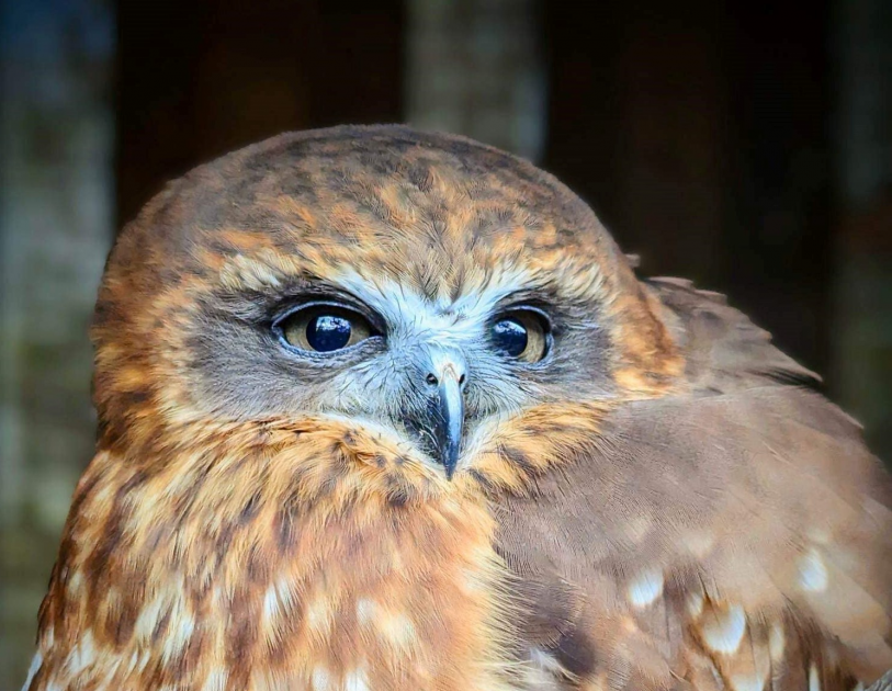 Buy Hunters of the Night Tickets online - Millets Wildside