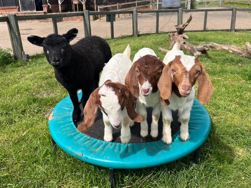 Buy Wild February Fun Tickets online - Easton Farm Park