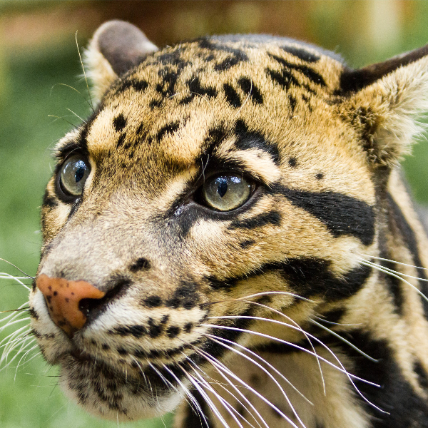 Buy Clouded Leopard Working Group Tickets online - The Big Cat Sanctuary