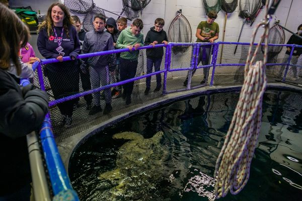 Buy Ocean Squad Junior Marine Biologist: 13-15 Year Olds Tickets online ...