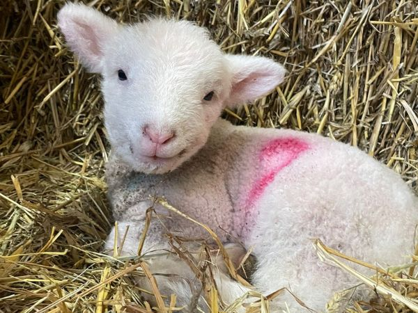 Buy Animal Encounters Week Tickets online - Hogshaw Farm & Wildlife Park