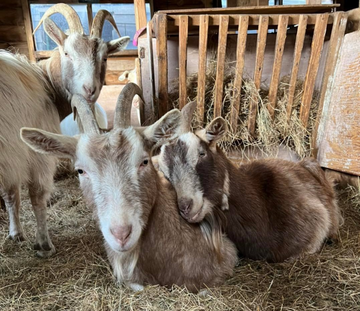 Buy Goat Encounter Experience Tickets online - Buttercups Goat Sanctuary