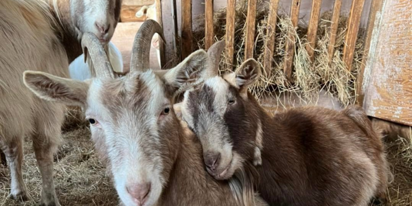 Buy Goat Encounter Experience Tickets online - Buttercups Goat Sanctuary