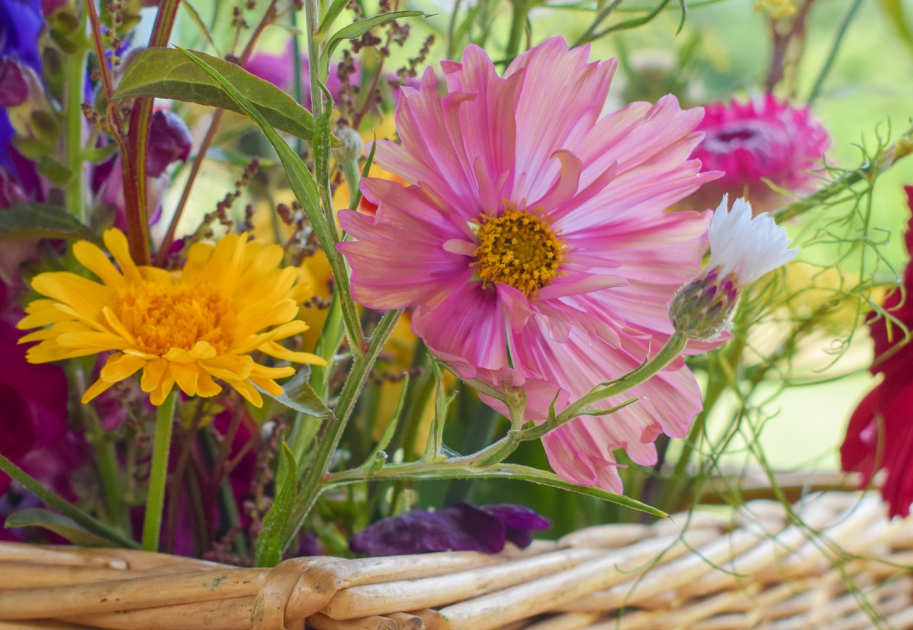 Buy Volunteer summer garden party Tickets online - Fulham Palace