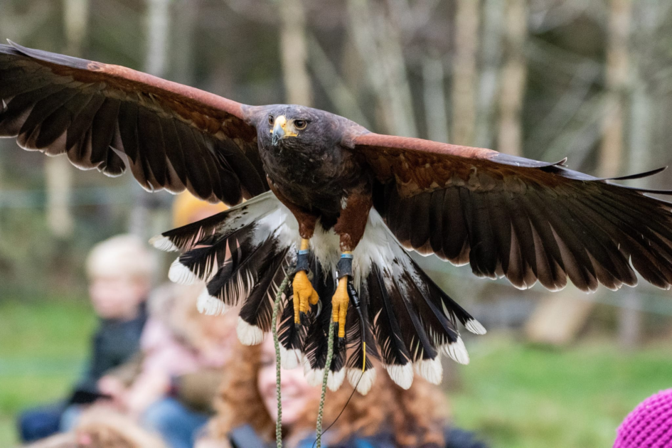 Buy Introduction to Falconry Tickets online - Willows Bird of Prey ...