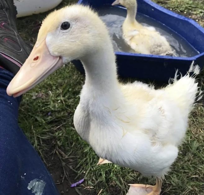 Buy Duck Handling Tickets online - Palette and Pasture
