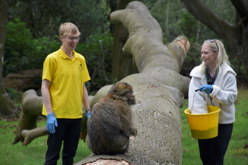 Buy Morning With Monkeys - VIP Experience Tickets online - Monkey Forest