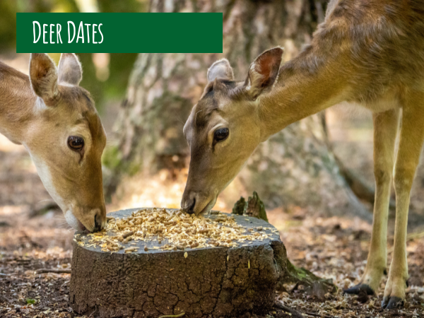 Buy Deer Dates Tickets online - New Forest Wildlife Park