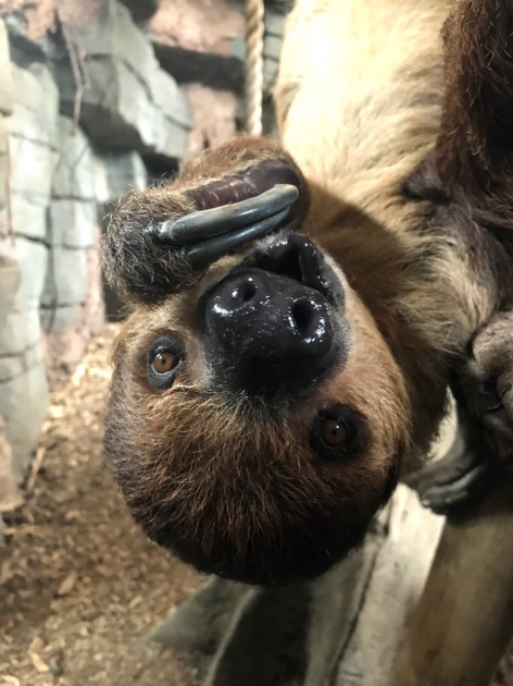 Buy Sloth Experience - Book Now! Tickets online - Wingham Wildlife Park