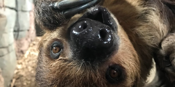 Buy Sloth Experience - Book Now! Tickets online - Wingham Wildlife Park