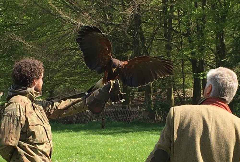 Buy Introduction to falconry Tickets online - Weald and Downland Living ...