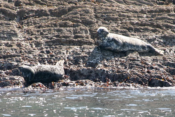 Buy Seals & Lighthouse Cruise Tickets online - Ilfracombe Princess