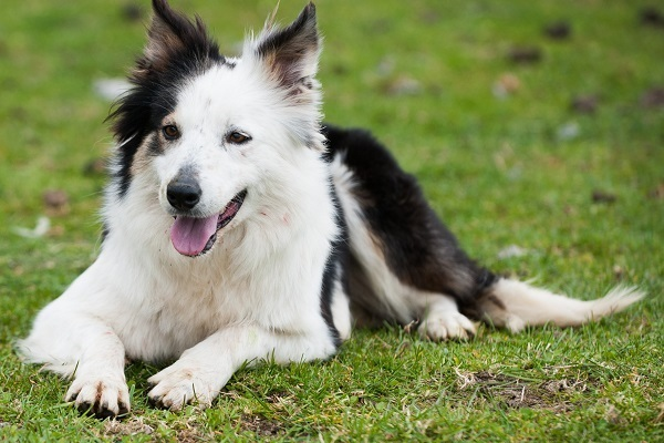 Buy Sheepdog Demonstration Tickets online - Caherconnell Stone Fort
