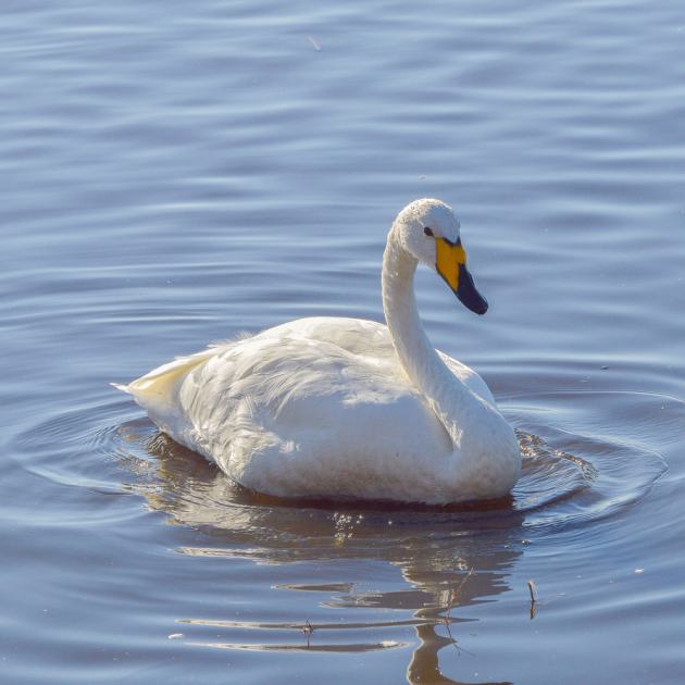 Buy WWT Tickets online - WWT