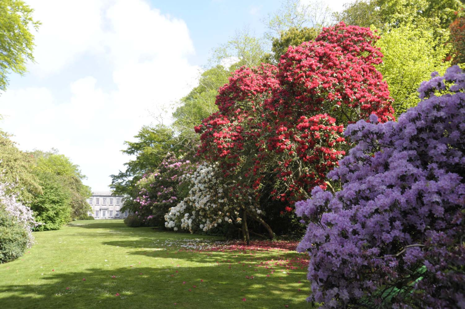 Buy Garden Admission Tickets online - Trewithen House and Gardens