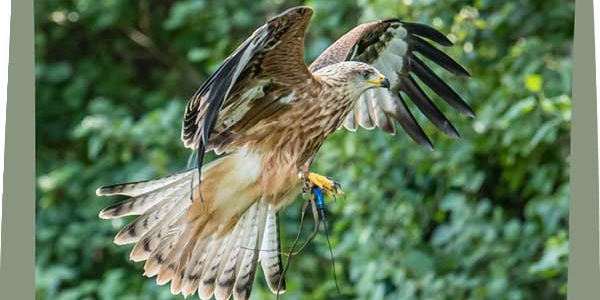 Buy VIP Entry Tickets online - Millets Wildside