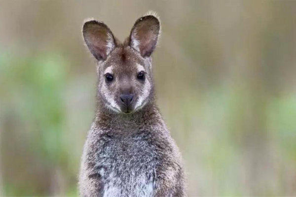 Buy Wallaby Encounter Tickets online - Willow Tree Farm