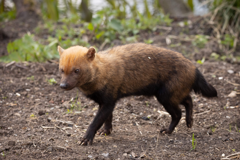 Gift Vouchers - Buy Online