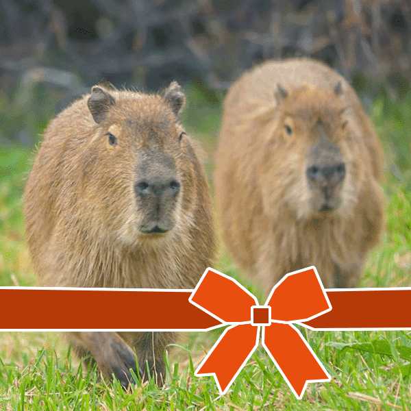 Gift Vouchers - Buy Online