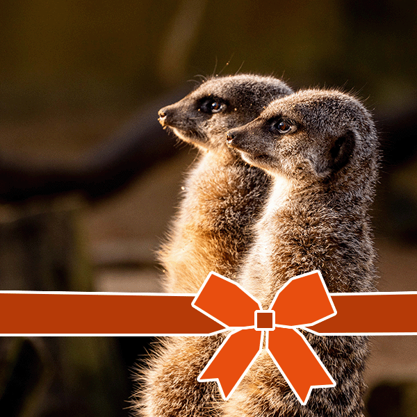 Gift Vouchers - Buy Online