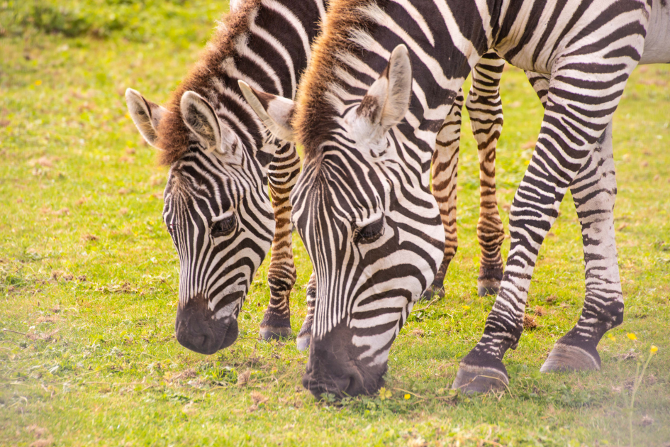 Family Zebra Adoption