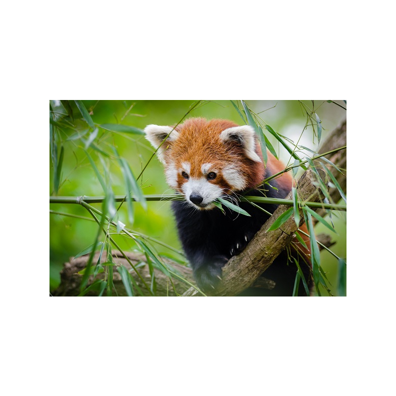 Adopt a Red Panda